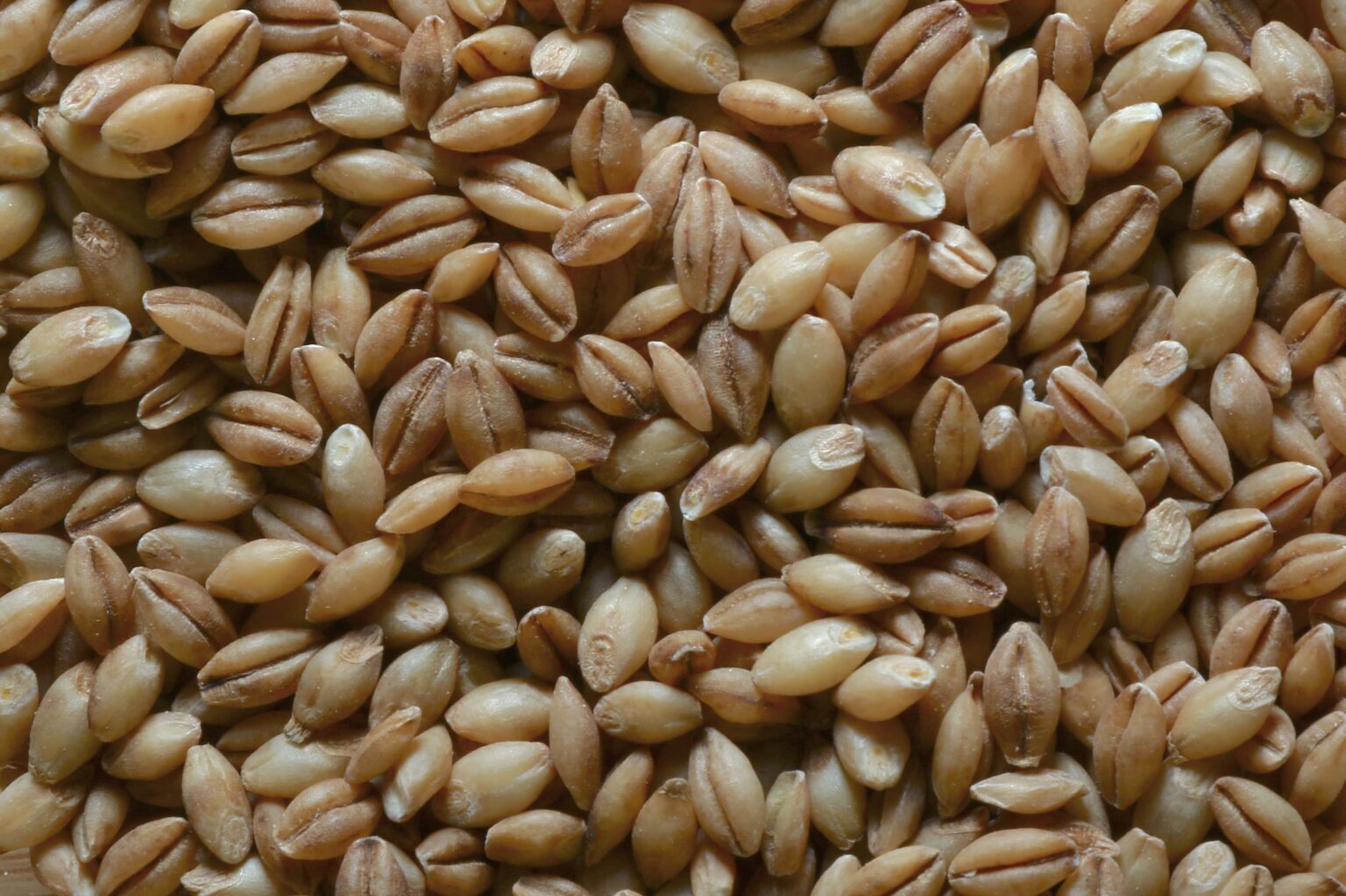 Siembra y cosecha de la cebada en Argentina