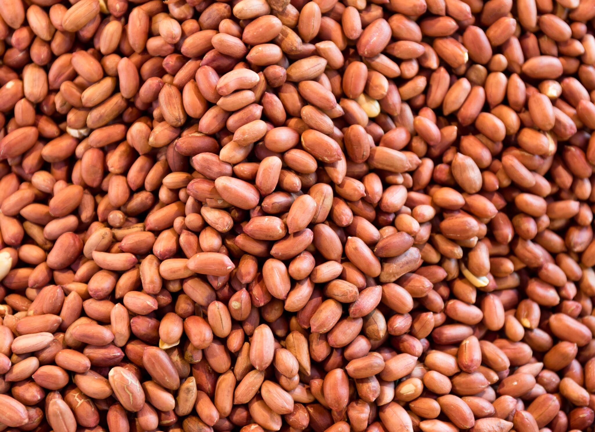 Cultivo y cosecha de maní en Argentina (el secreto)