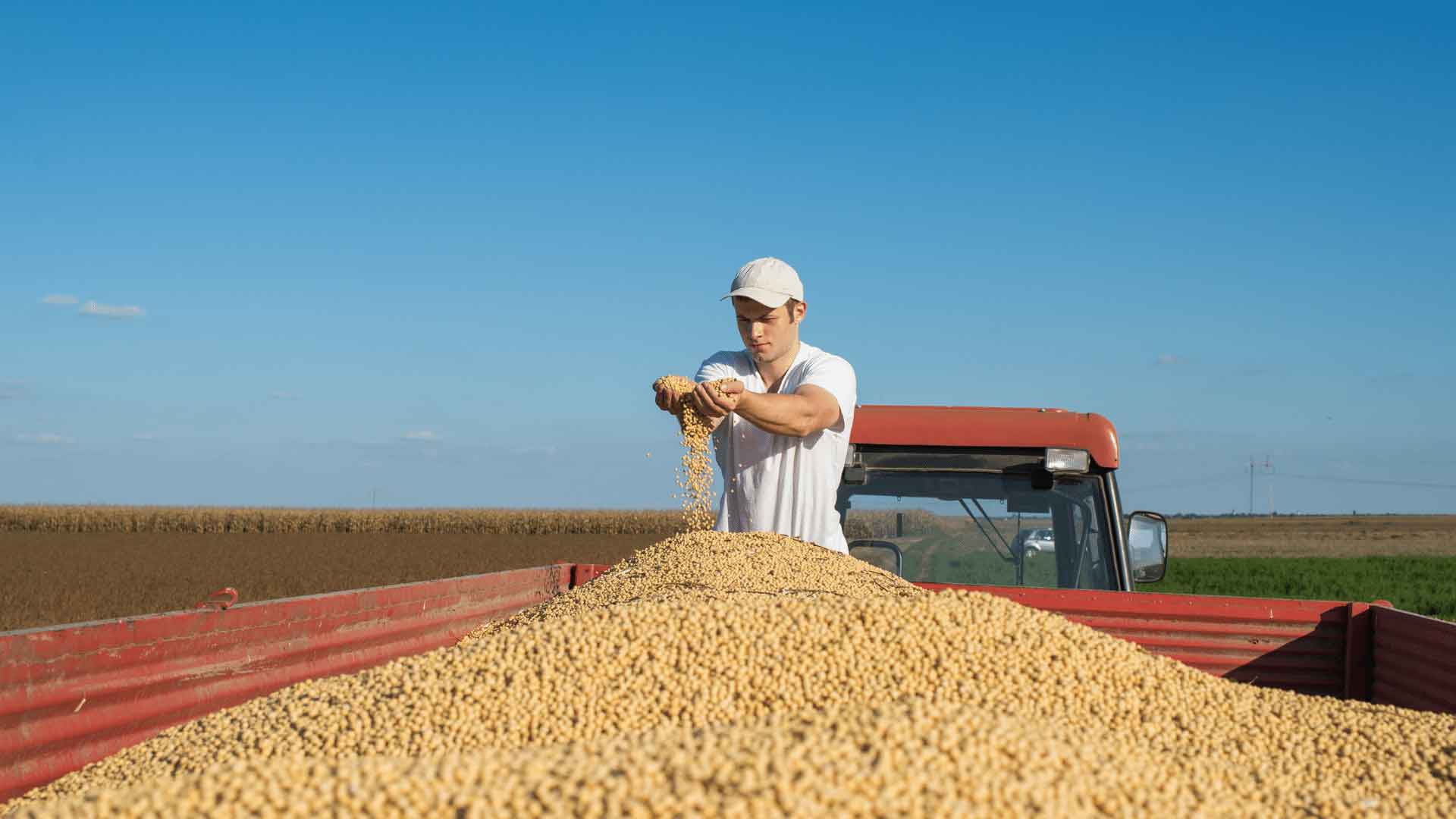 ¿Cuándo sembrar y cosechar soja en argentina? - Lonera LJ - San Marcos Sud